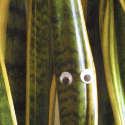The Rainforest Garden: I Put Googly Eyes on My Plants!