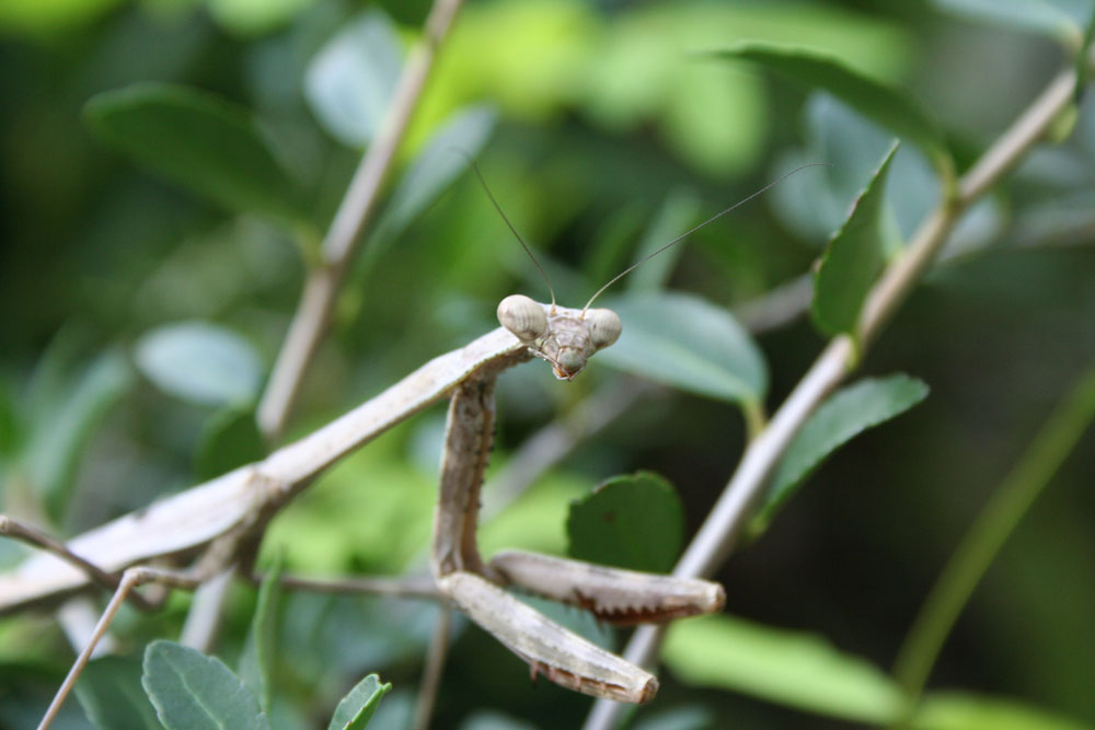 The Rainforest Garden: Zorak the Mantis