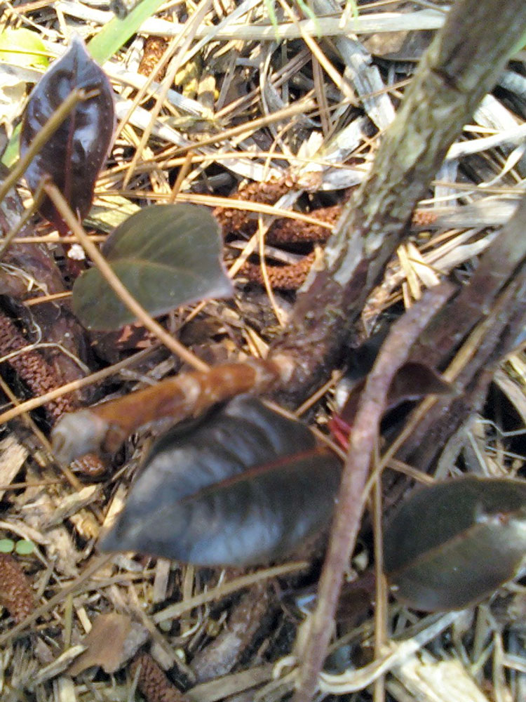 The Rainforest Garden: Ficus Outside the Tropics