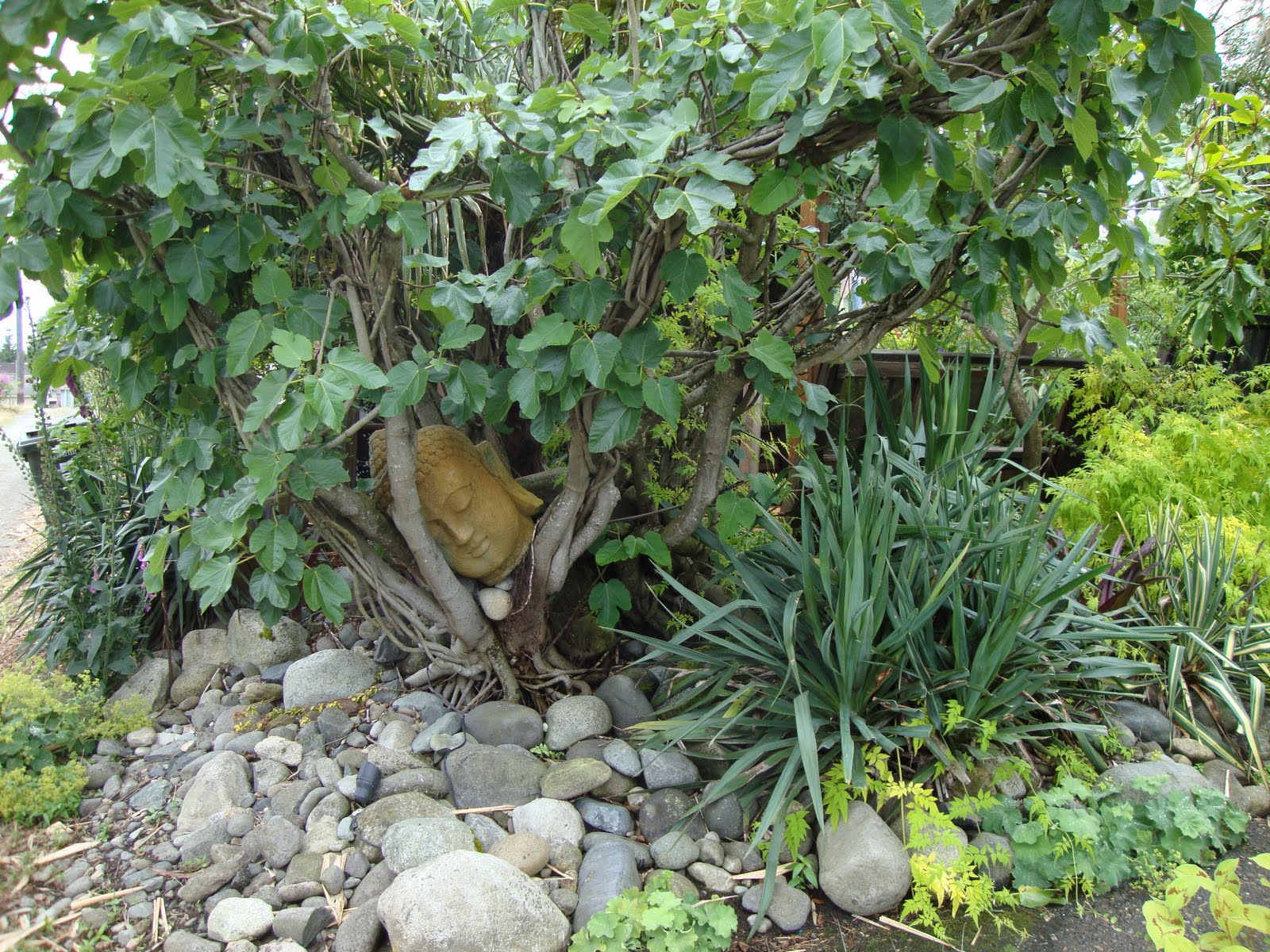 The Rainforest Garden: Ficus Outside the Tropics
