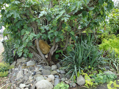 The Rainforest Garden: Ficus Outside the Tropics