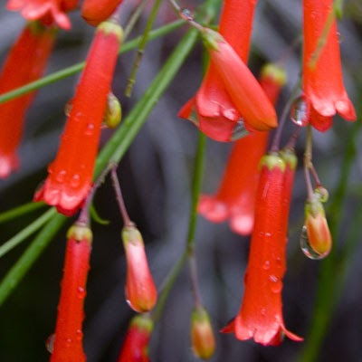 The Rainforest Garden: Plant Profile: Firecracker Plant
