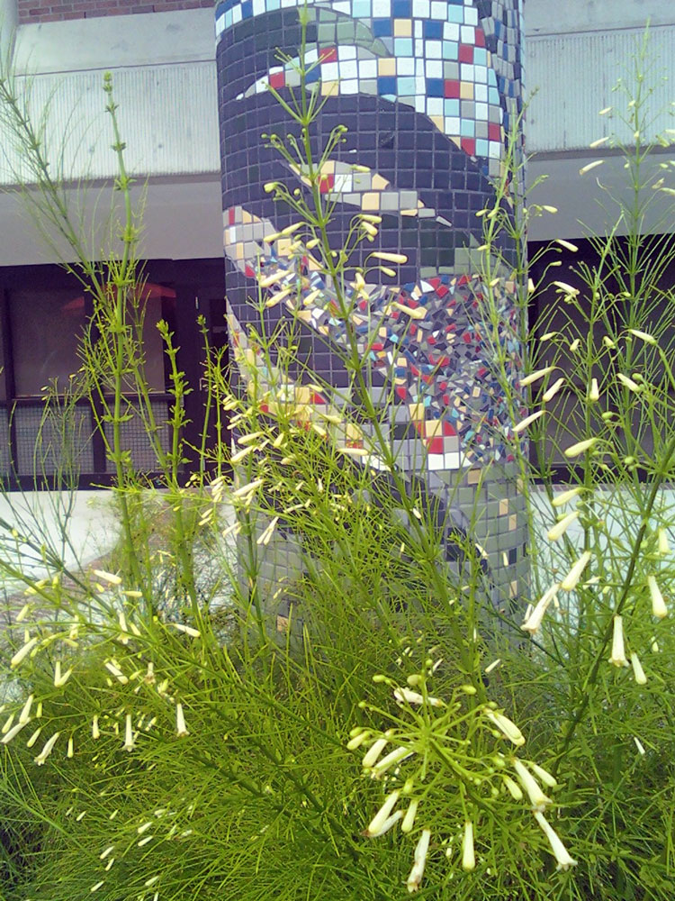 The Rainforest Garden: Plant Profile: Firecracker Plant