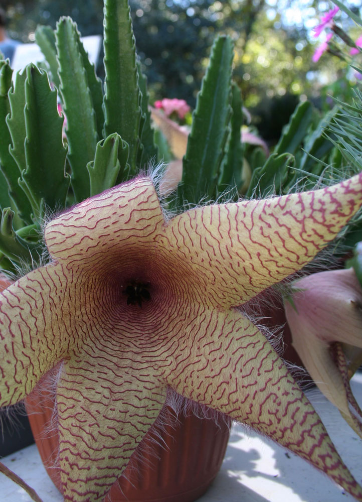The Rainforest Garden: Carrion Flower For Halloween