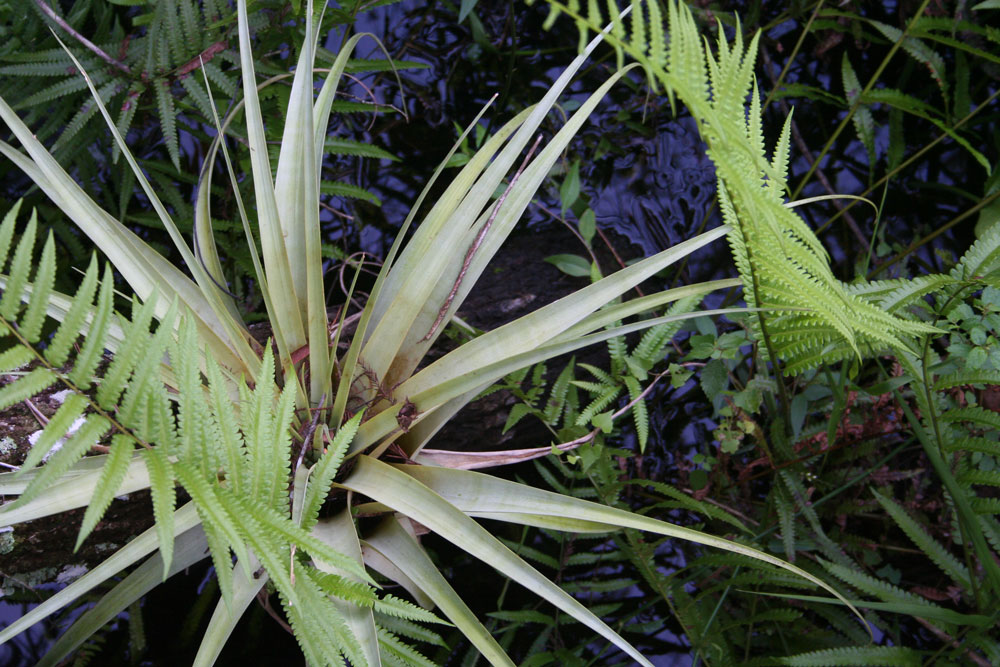 The Rainforest Garden: Epiphytes for Small Spaces