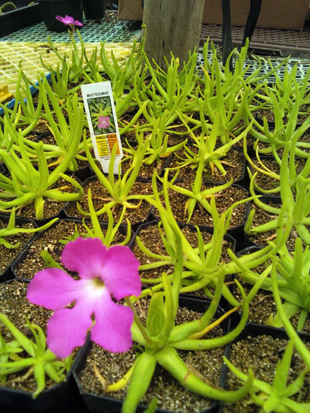 The Rainforest Garden: Epiphytic Cactus Nursery!