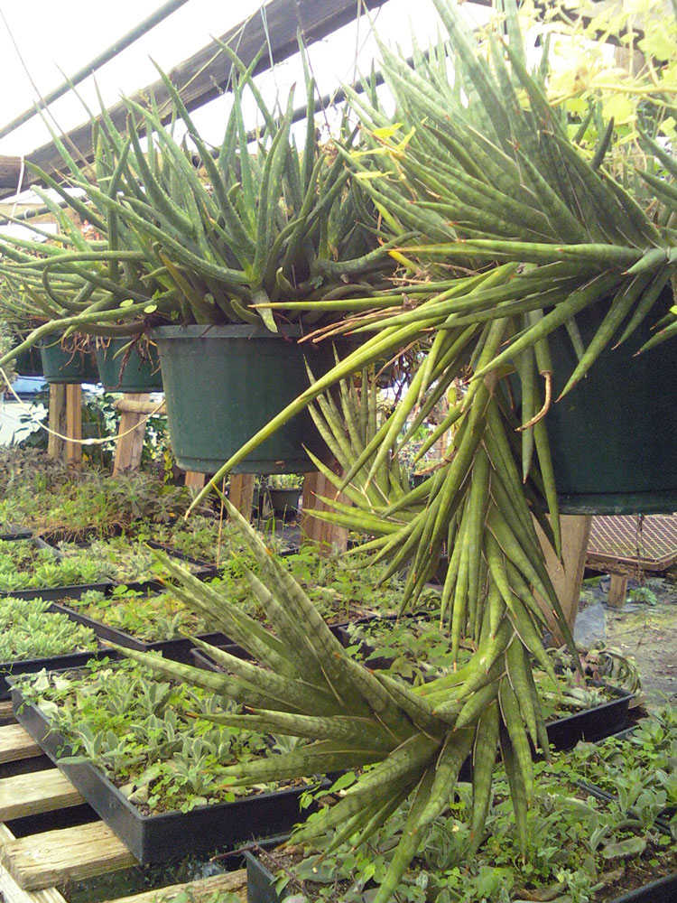 The Rainforest Garden: Epiphytic Cactus Nursery!
