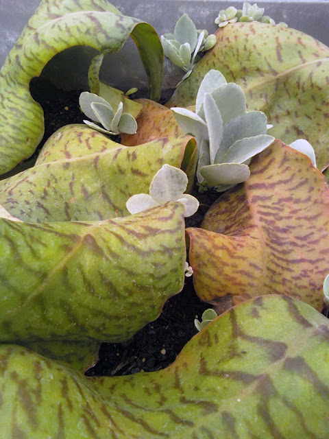 The Rainforest Garden: Epiphytic Cactus Nursery!