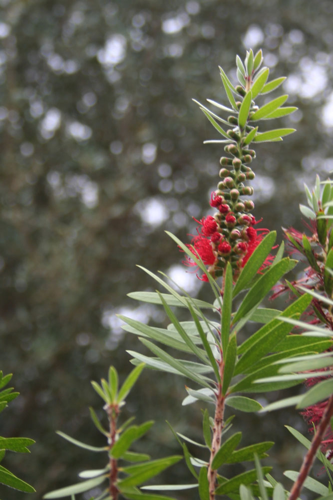 The Rainforest Garden: Plant Profile - Bottlebrush, Callistemon Citrinus