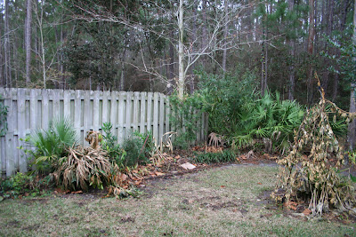 The Rainforest Garden: Finding Beauty in a Dead Garden