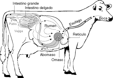 Nutrición y Alimentación de Animales en el siglo XXI: Digestión de los ...
