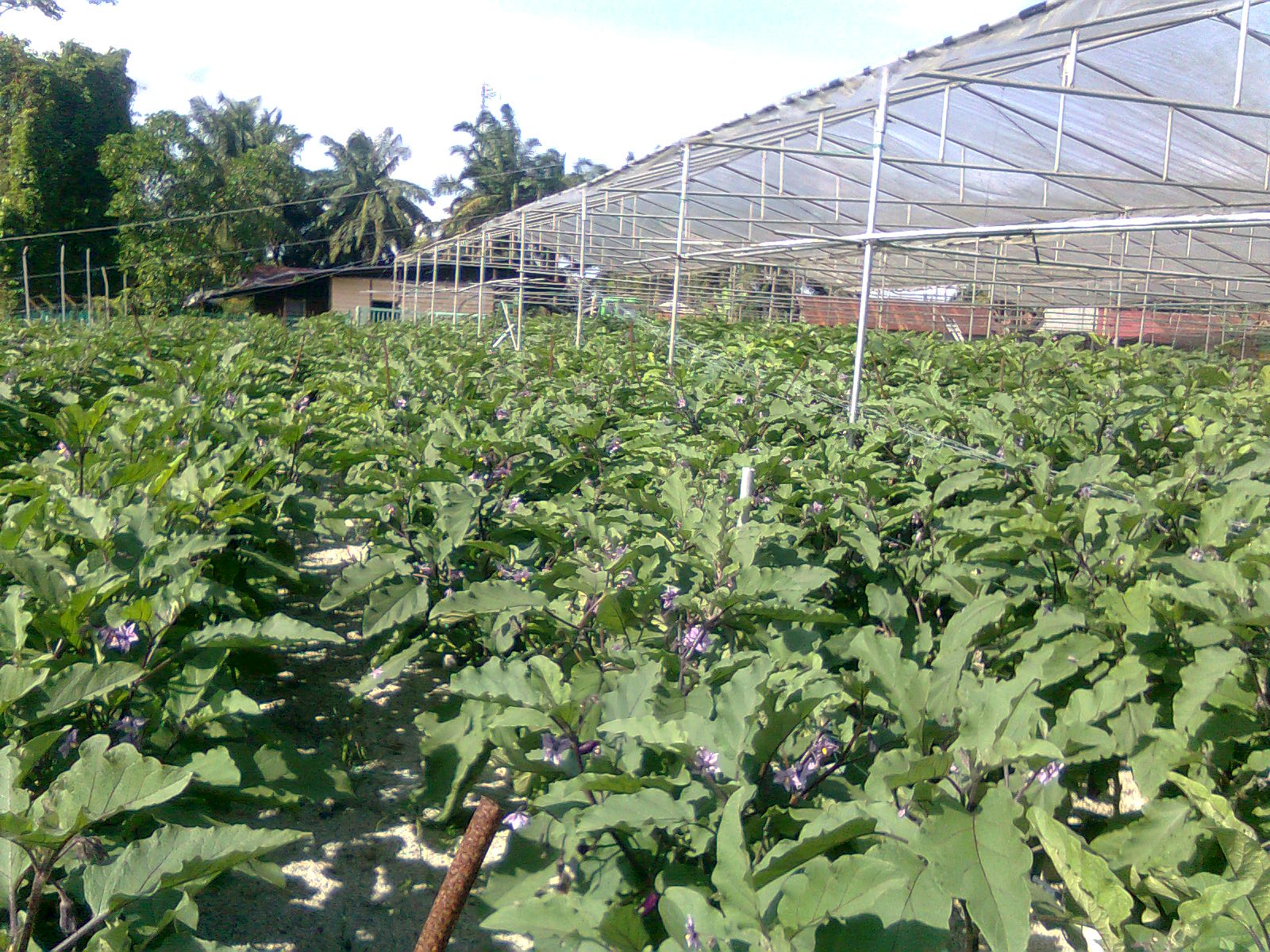 FERTIGASI BERKAT MAJU: TANAMAN TERUNG DI PPK