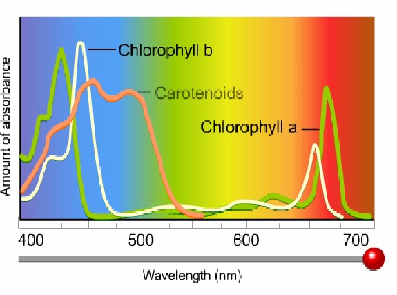 BIOLOGY FORM 6: Photosynthesis