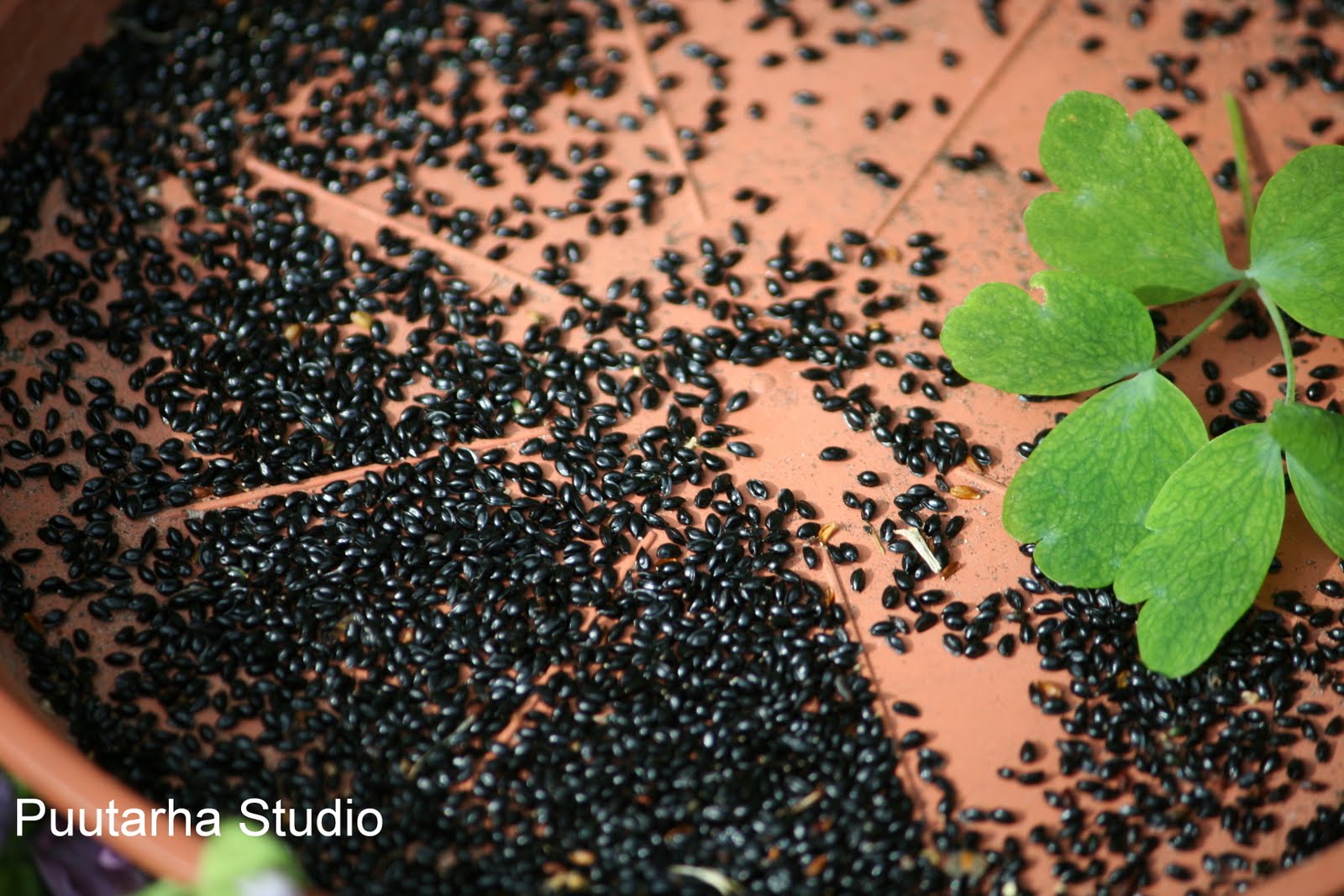 Sarin puutarhat: Siementen keruuta kukkaniitylle