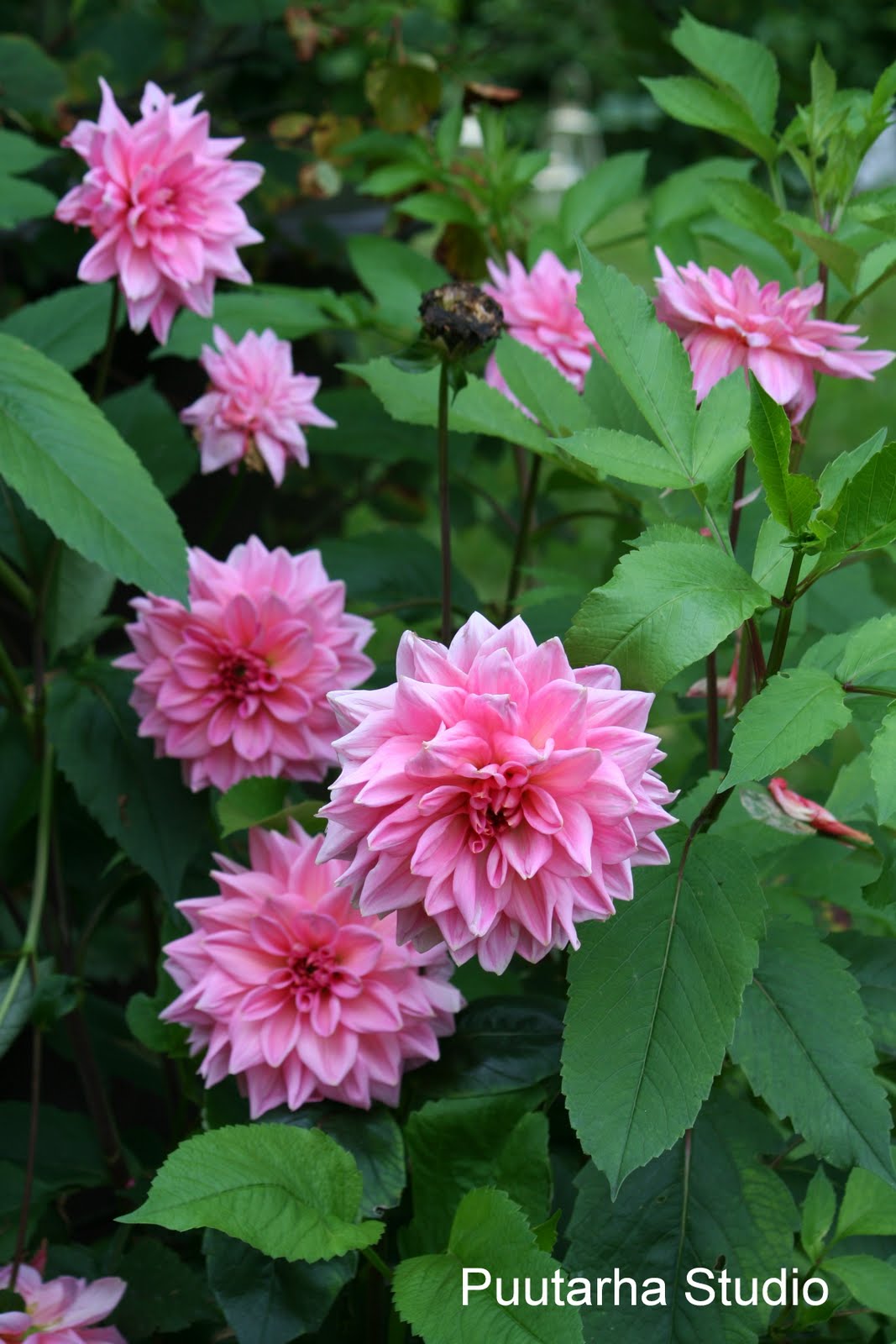 Sarin puutarhat: Daalian hoito syksyllä ja talvisäilytys