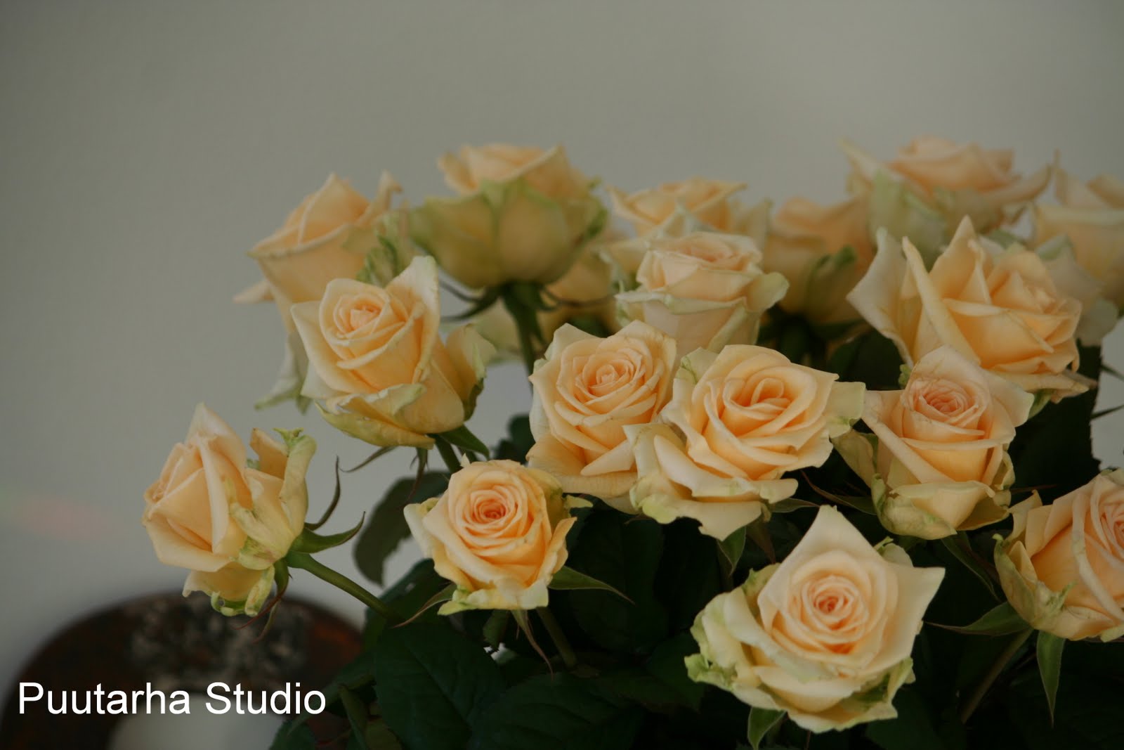 Sarin puutarhat: Hurmaavat ruusut