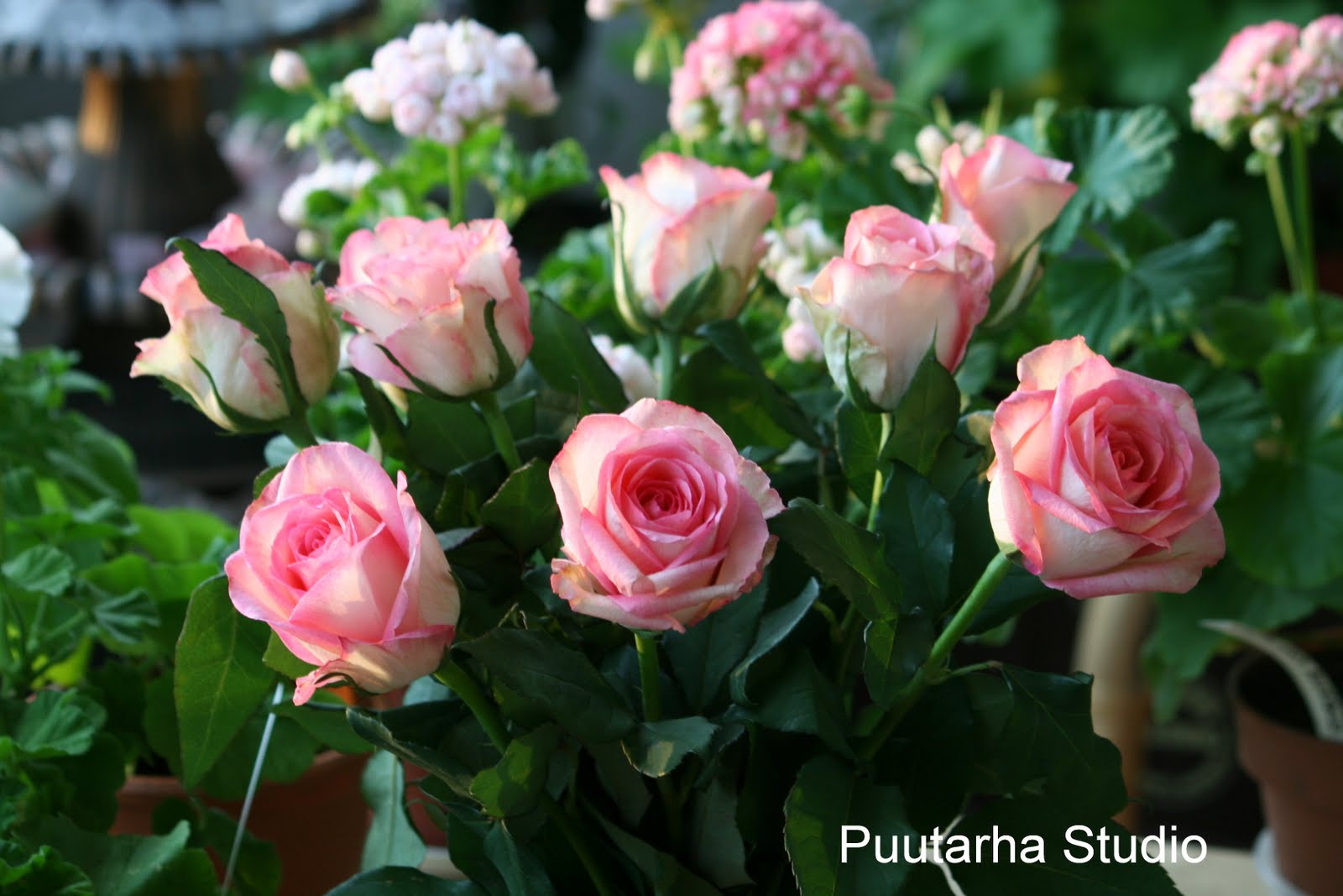 Sarin puutarhat: Reilun kaupan ruusut, nyyh