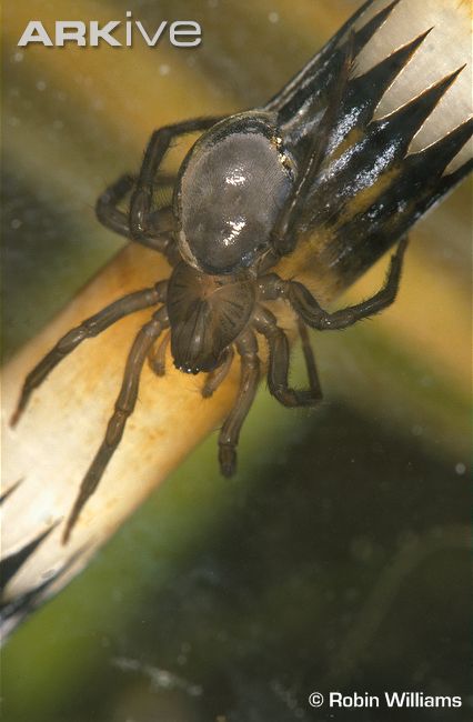 Lynnu sp. (species): Argyoneta aquatica sau Paianjenul european de apa