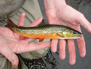 Wisconsin Driftless Area Tiger Trout - Salmon & Trout - Salmon & Trout ...