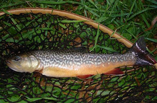 Wisconsin Driftless Area Tiger Trout - Salmon & Trout - Salmon & Trout ...