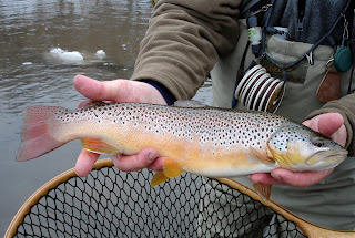 Wisconsin Driftless Area Tiger Trout - Salmon & Trout - Salmon & Trout ...