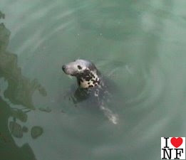 sylt.mobi: Willy der freilebende Seehund von Hörnum