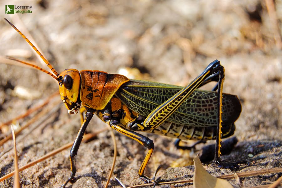 Artrópodos: HEXÁPODOS
