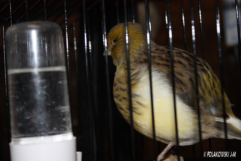 Mundo dos Canários: Border Fancy