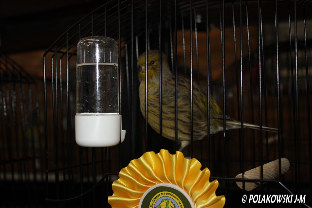 Mundo dos Canários: Border Fancy