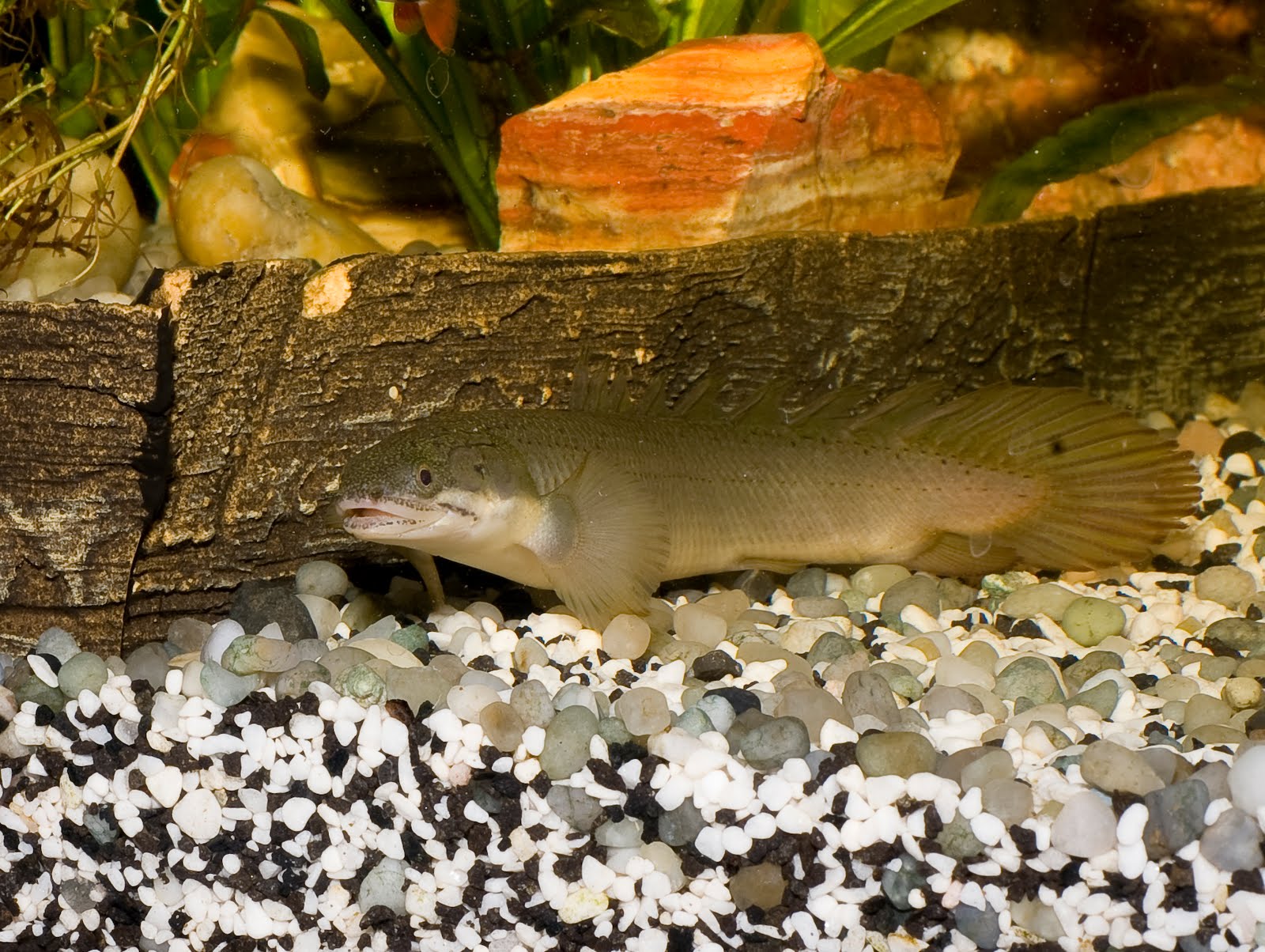 Whp Akváriumai: Nílusi sokúszós csuka (Polypterus senegalus)