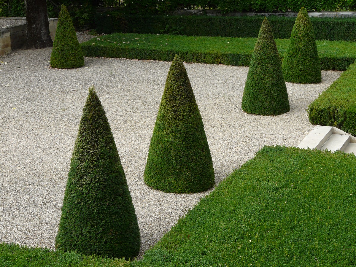 Montreur d'images: Le buis dans tous ses états