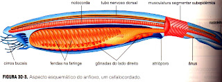 Biologia PXT: Características Dos Protocordados