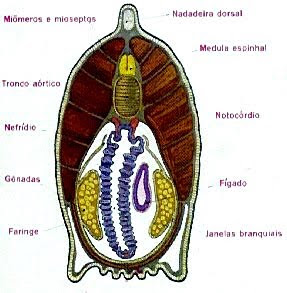 Biologia PXT: Características Dos Protocordados
