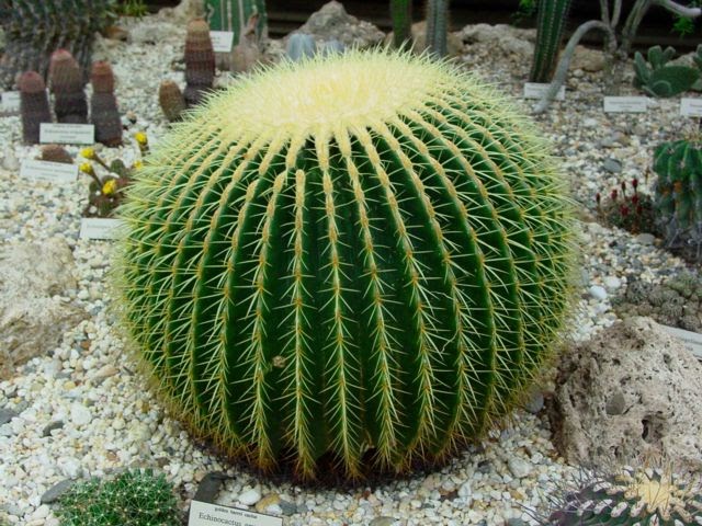 Cactus pictures: Round cactus