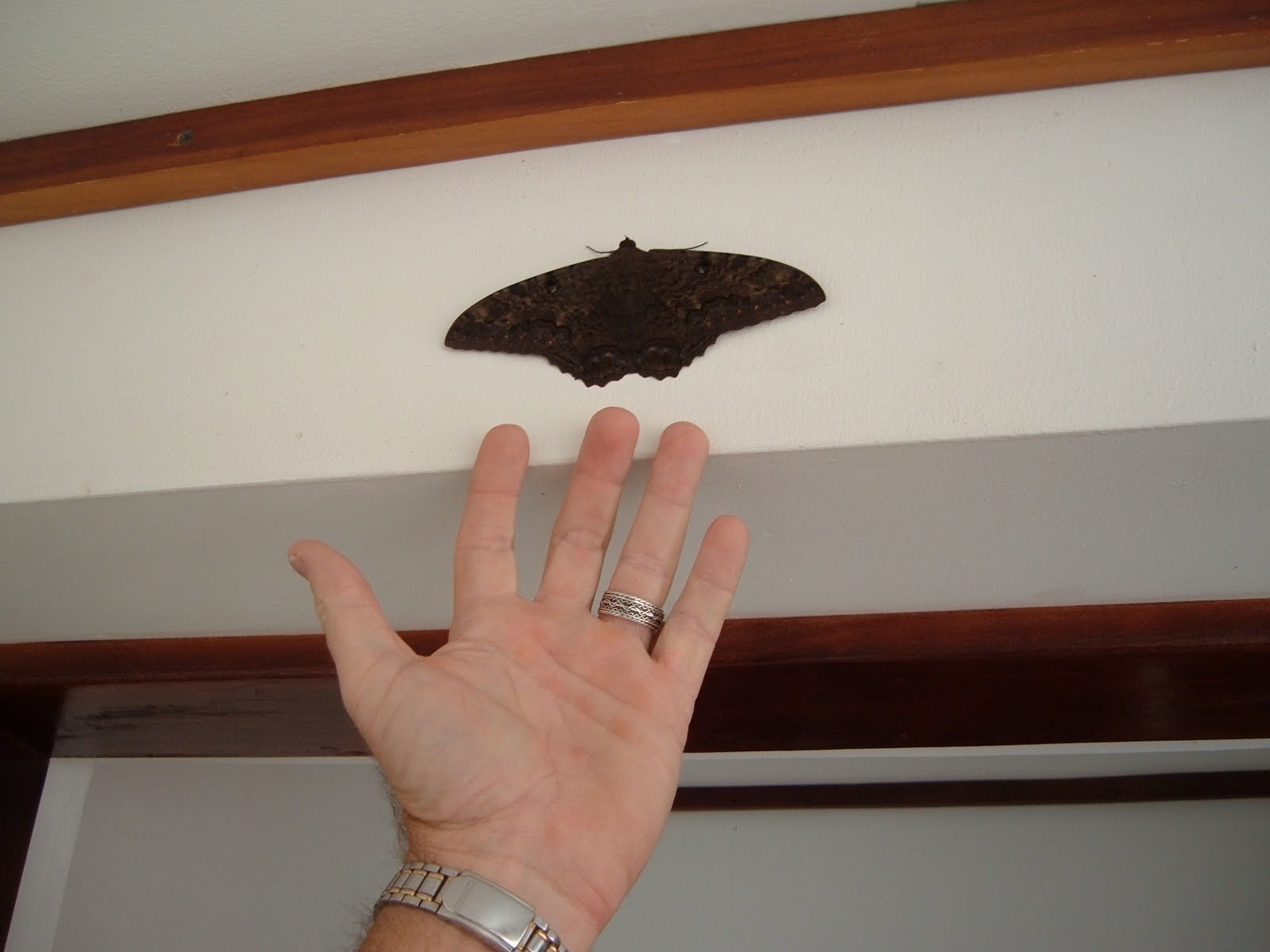 Costa Rican Medical Vacation: Bat Moth