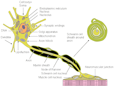 Human Biology: Compendium: Chapters 13-14