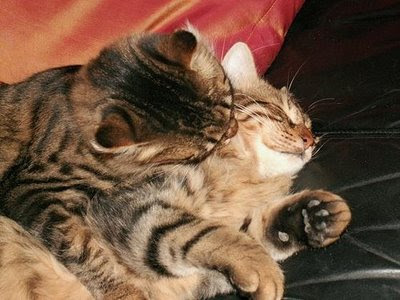 Cats : Falling in Love - Fun Blog