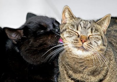 Cats : Falling in Love - Fun Blog