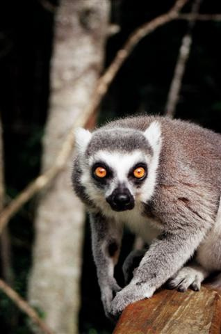 Images and Places, Pictures and Info: lima animal madagascar