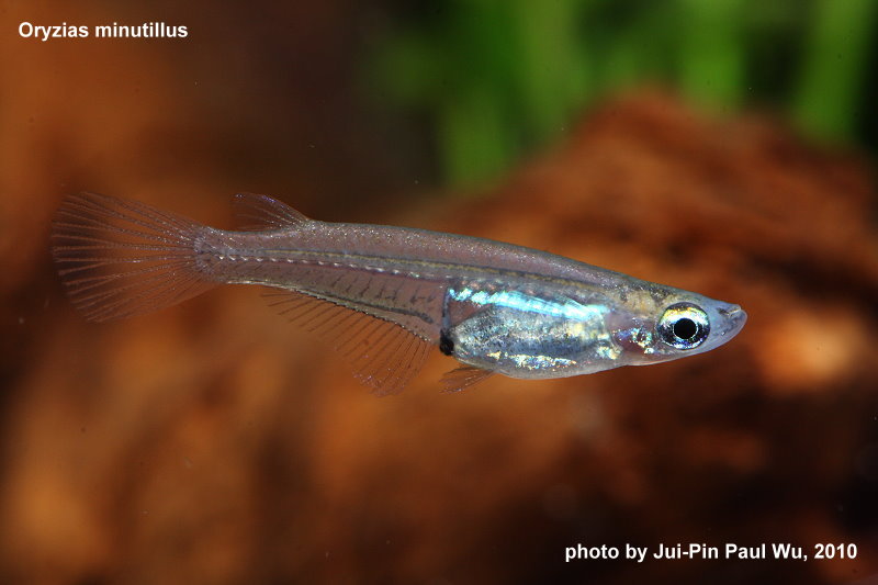 國寶的藏寶箱: Oryzias minutillus