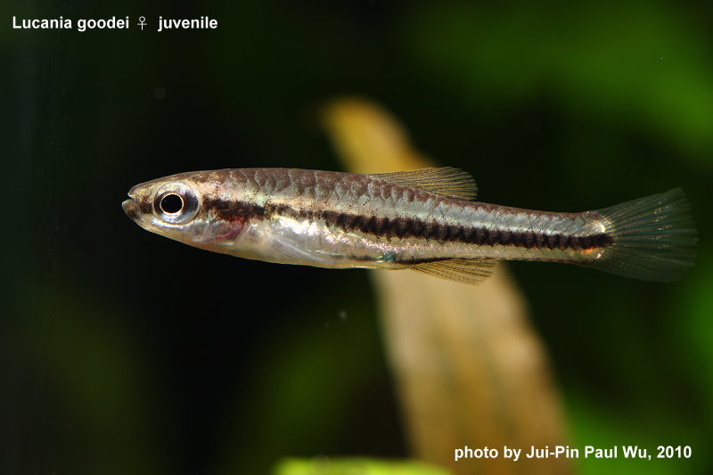 國寶的藏寶箱: Lucania goodei