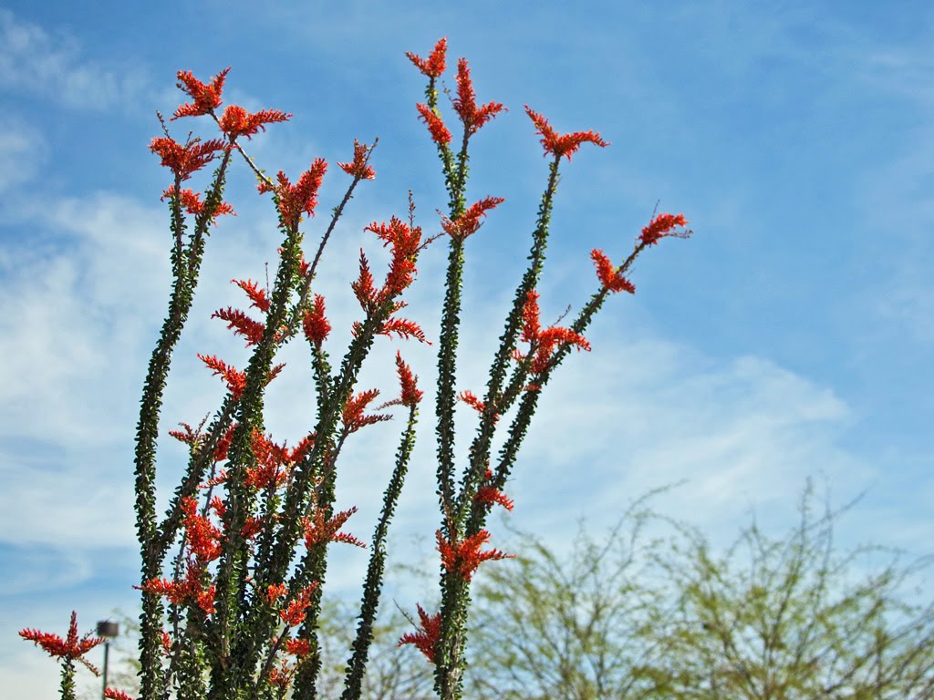 West Valley Daily Photo: Skywatch Friday - Ocotillo