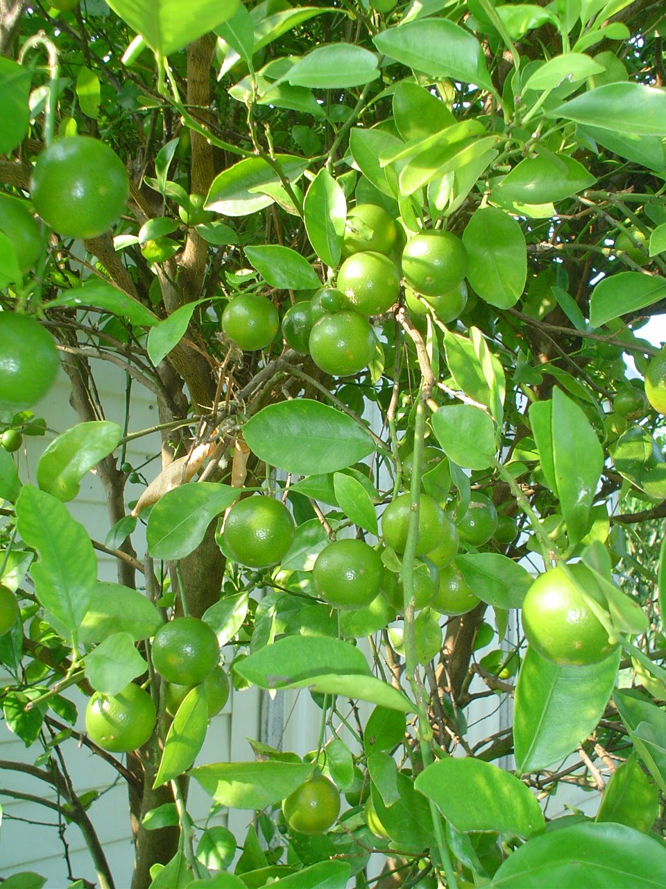 Feel Well Acupuncture: Feel Well. Live Life.: Calamansi: small, sweet ...