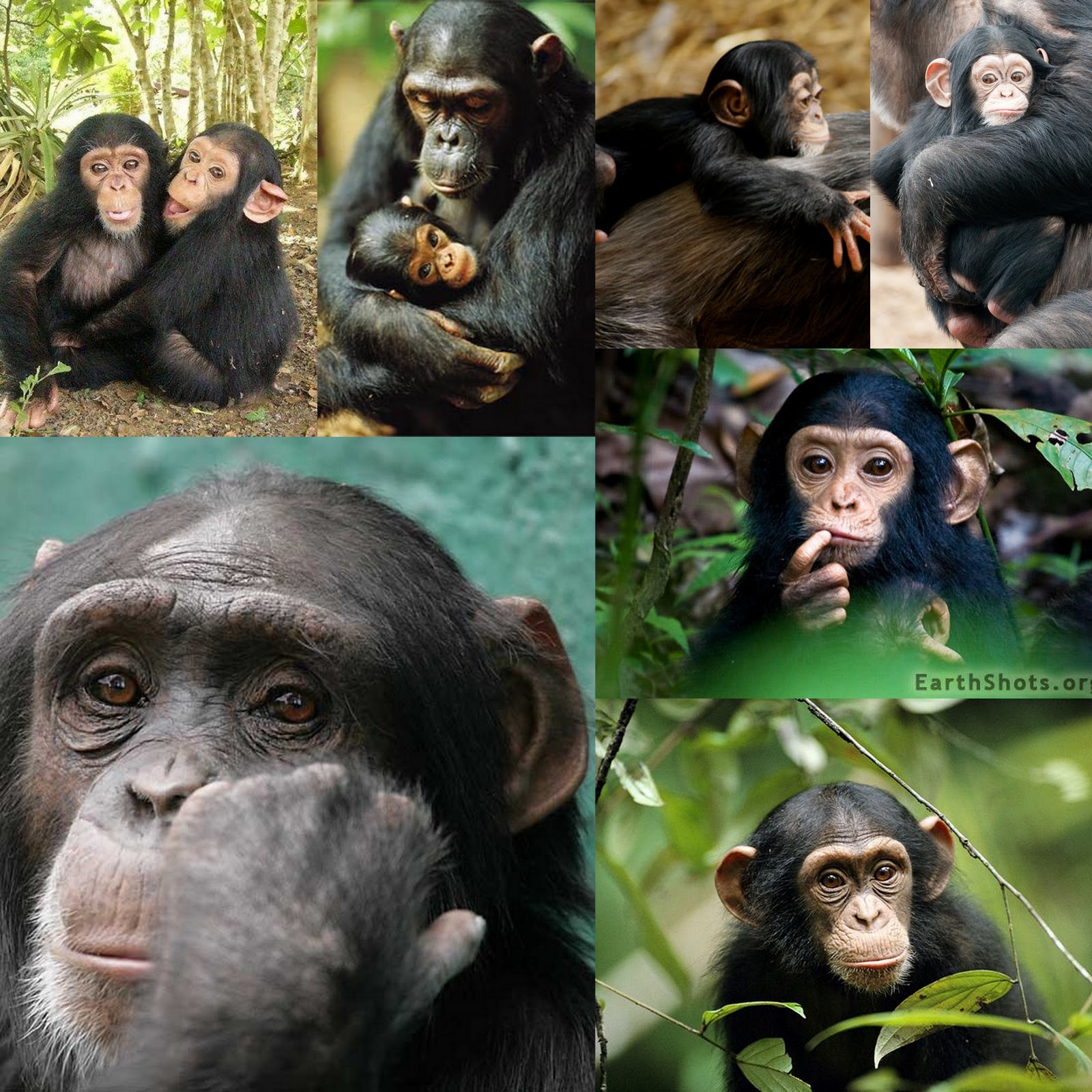 This Is Hysteria!: Half-Monkey, Half-Person: Evolution and Equality