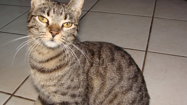 Diário de uma Veterinária: Boxer - Veterinária - Gato