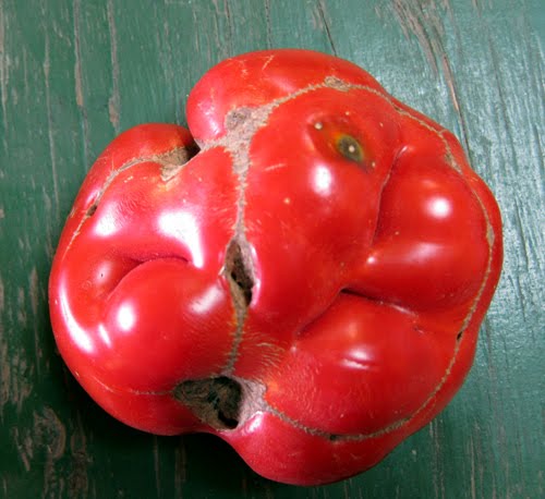 ALL MY EYES: Ugly Tomatoes