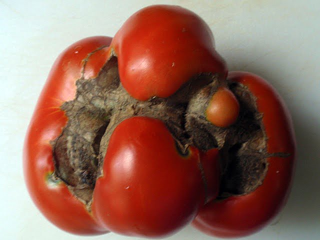 ALL MY EYES: Ugly Tomatoes