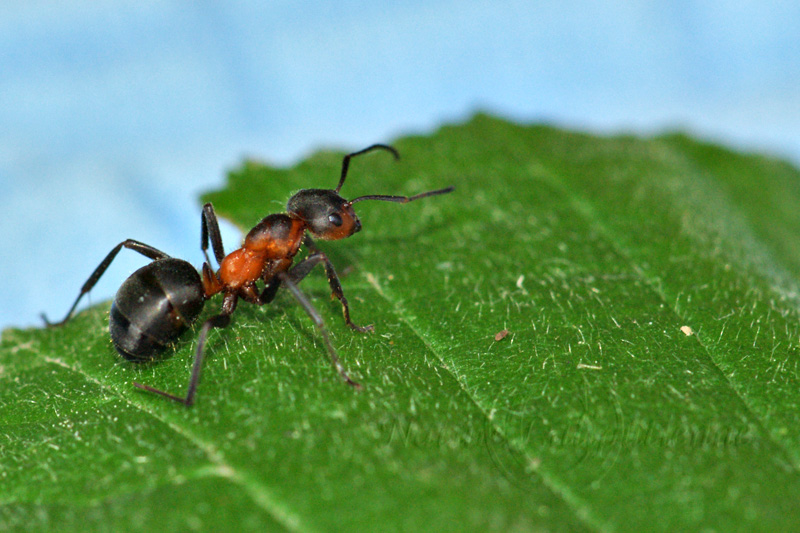 Photo Nature Lilliputienne (macrophotographies): Formica rufa, la ...
