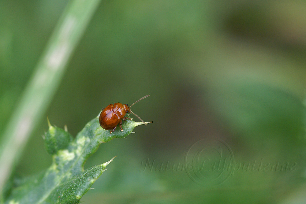 Photo Nature Lilliputienne (macrophotographies): Sphaeroderma testacea