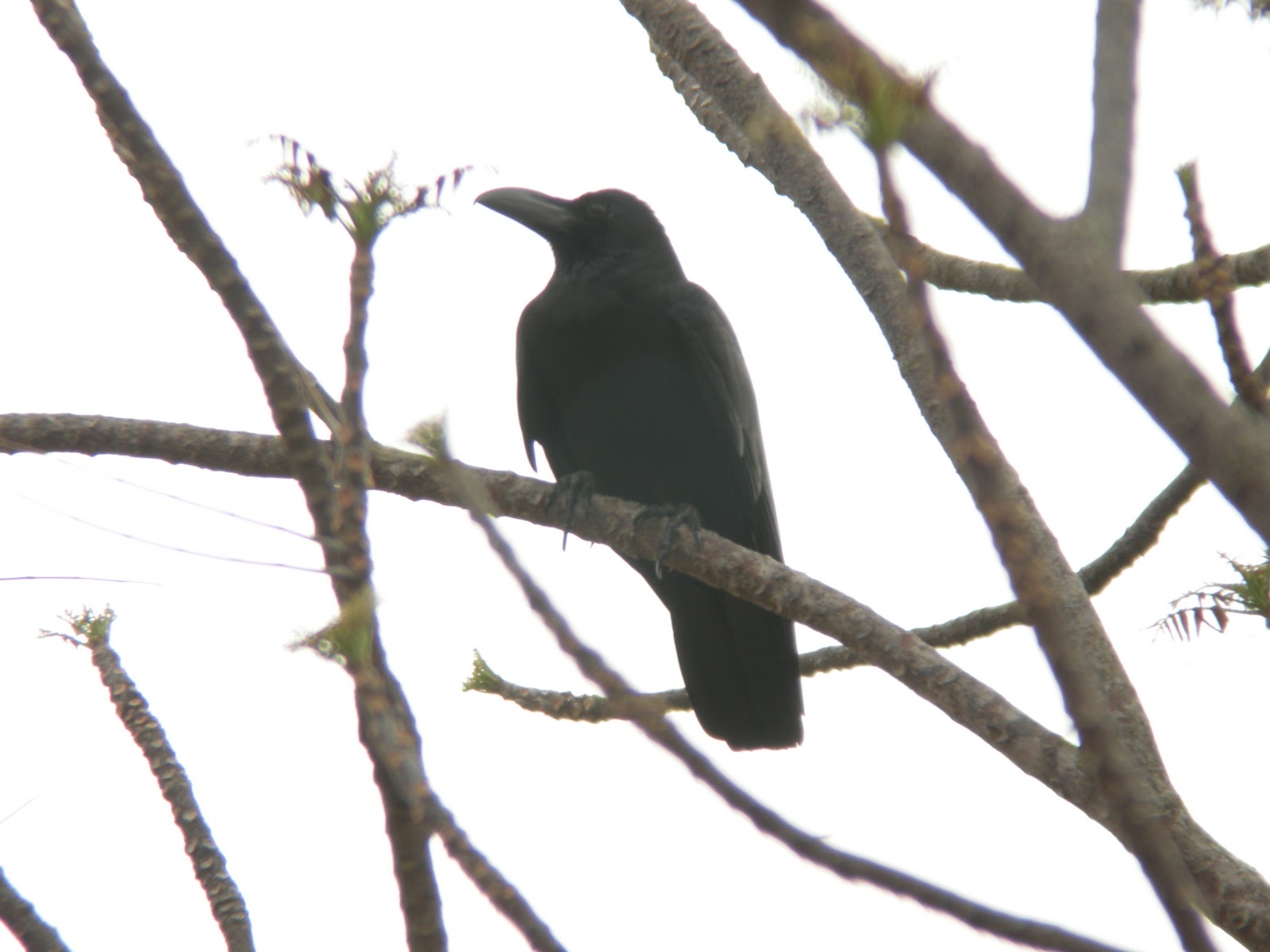 Live wildlife!: Nesting Southern Jungle Crow